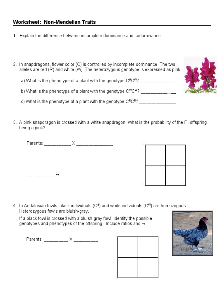 Non-Mendelian Genetics Worksheet | PDF | Genotype | Dominance (Genetics)