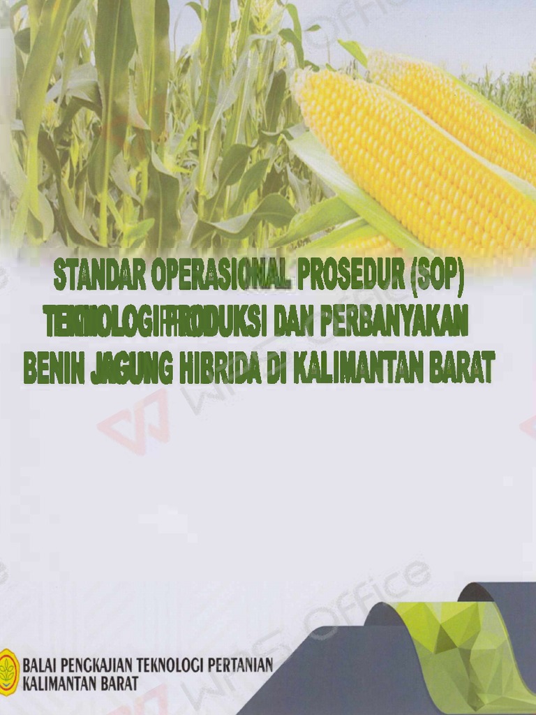 Buku SOP Teknologi Produksi Dan Perbanyakan Benih Jagung Hibrida Di Kalimantan Barat | PDF