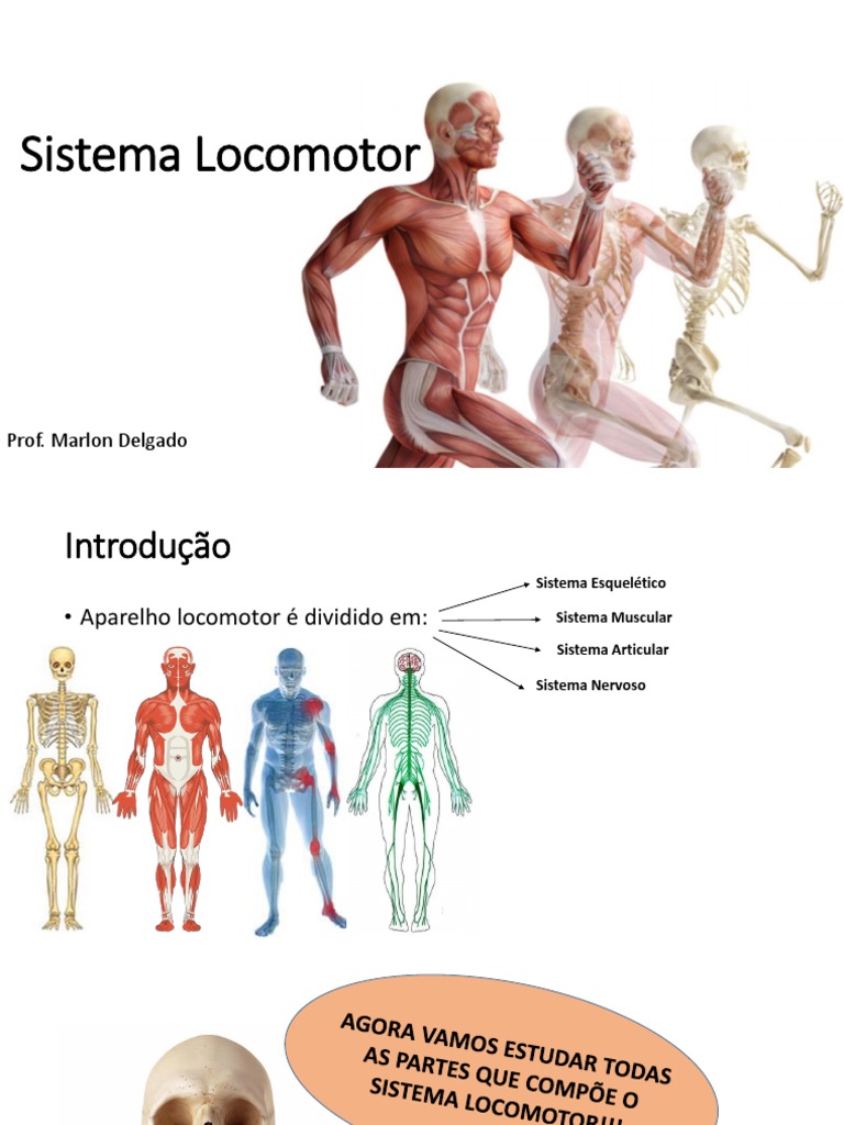 Aula - 8º Ano - Sistema Locomotor | PDF