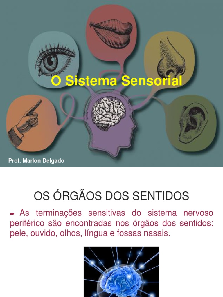 Aula 8º - Sistema Sensorial | PDF | Olho | Sistema visual