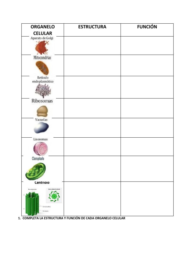 Organelos Celulares Actividad | PDF