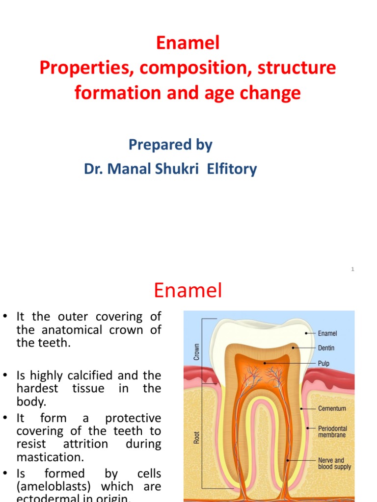 Enamel | PDF | Tooth Enamel | Epithelium
