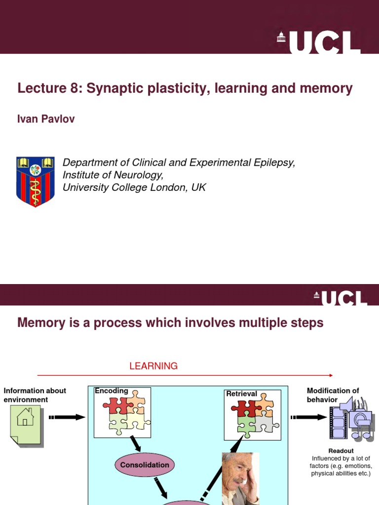 Synaptic Plasticity Lecture 8 Learning and Memory | PDF | Self-Improvement
