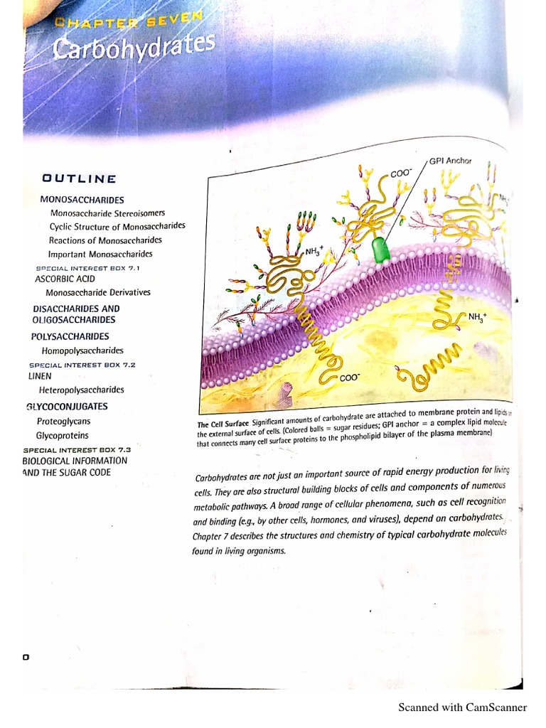 Biochemistry Chapter 7 Carbohydrates | PDF
