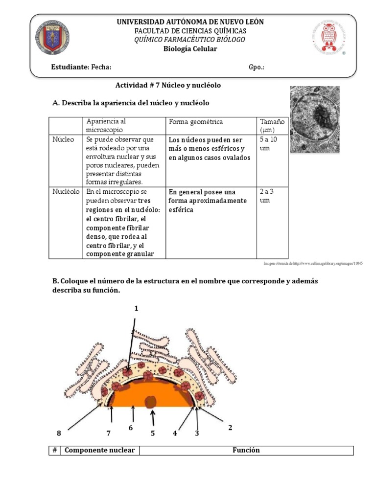 Actividad Nucleo y Nucleólo | PDF