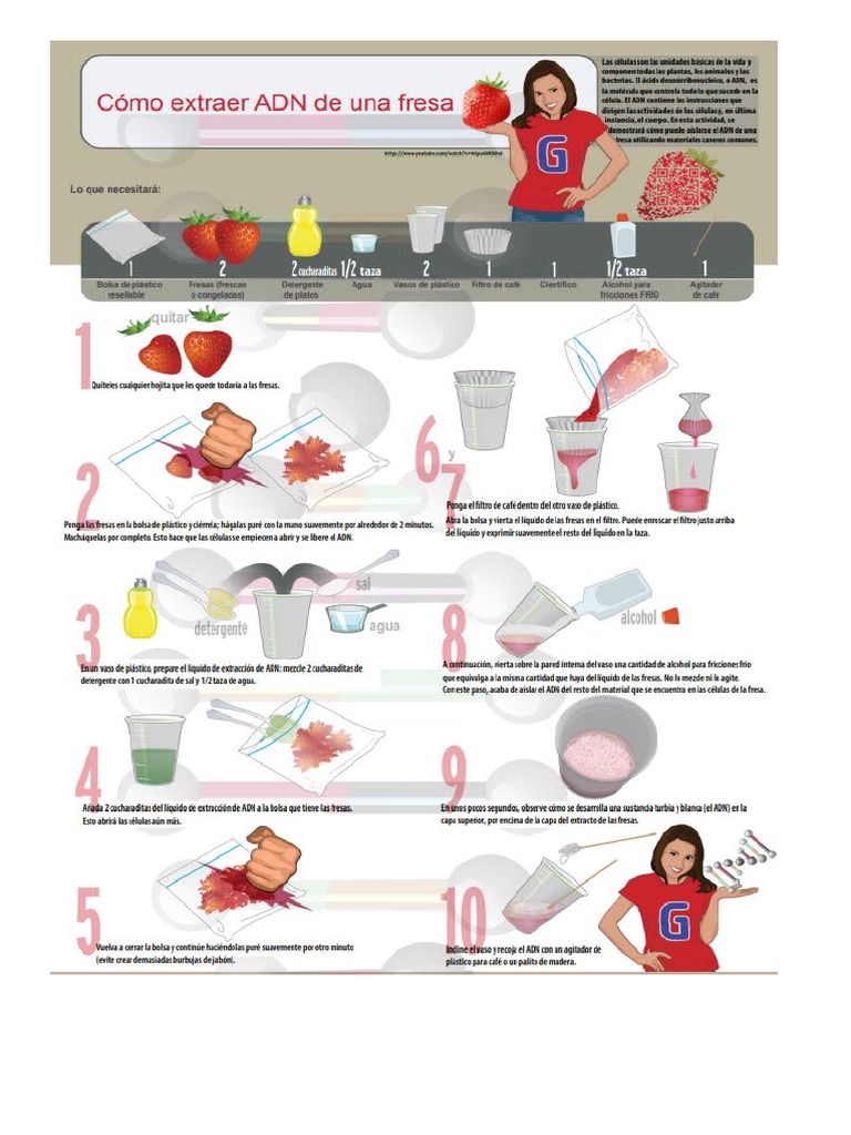 Extraccion de Adn | PDF