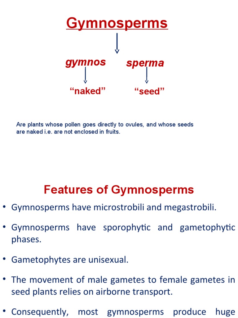 Gymnosperms | PDF