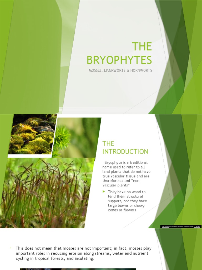 Bryophytes Presentation | PDF | Moss | Sexual Reproduction