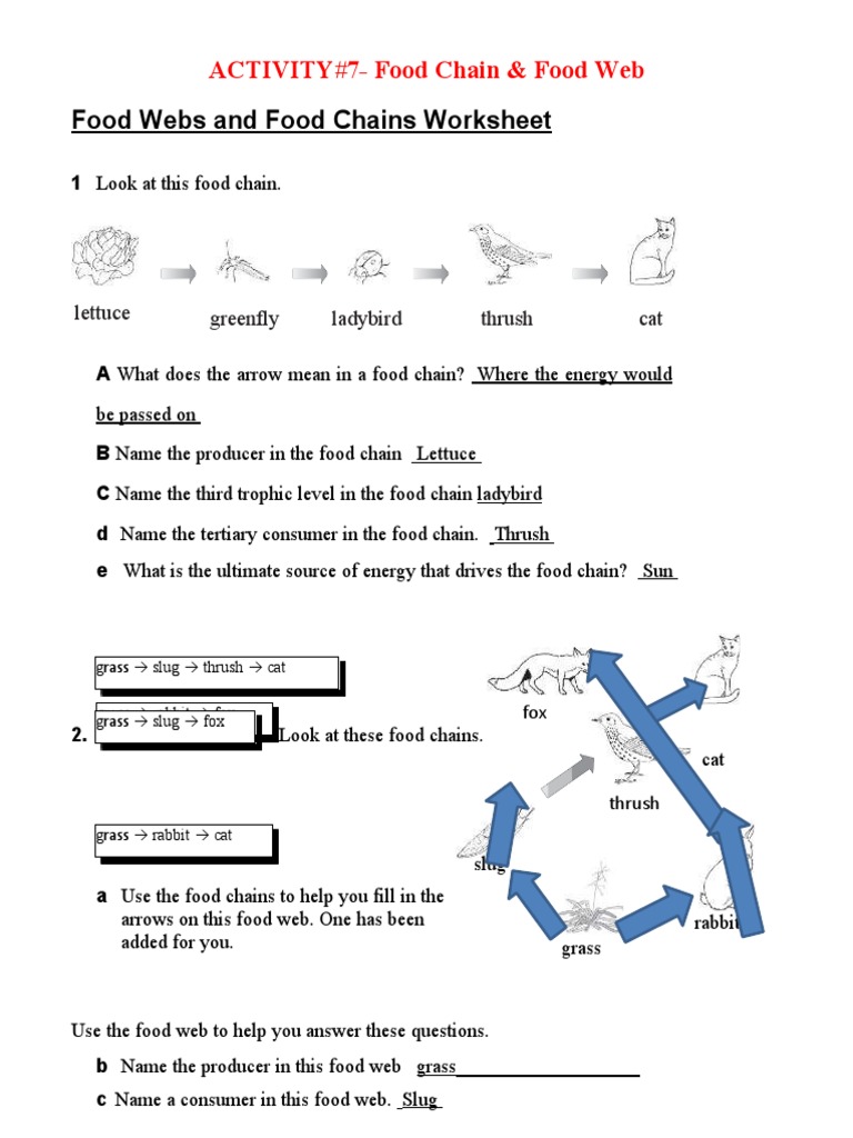 Activity 7 - Food Chain Food Web | PDF | Food Web | Herbivore