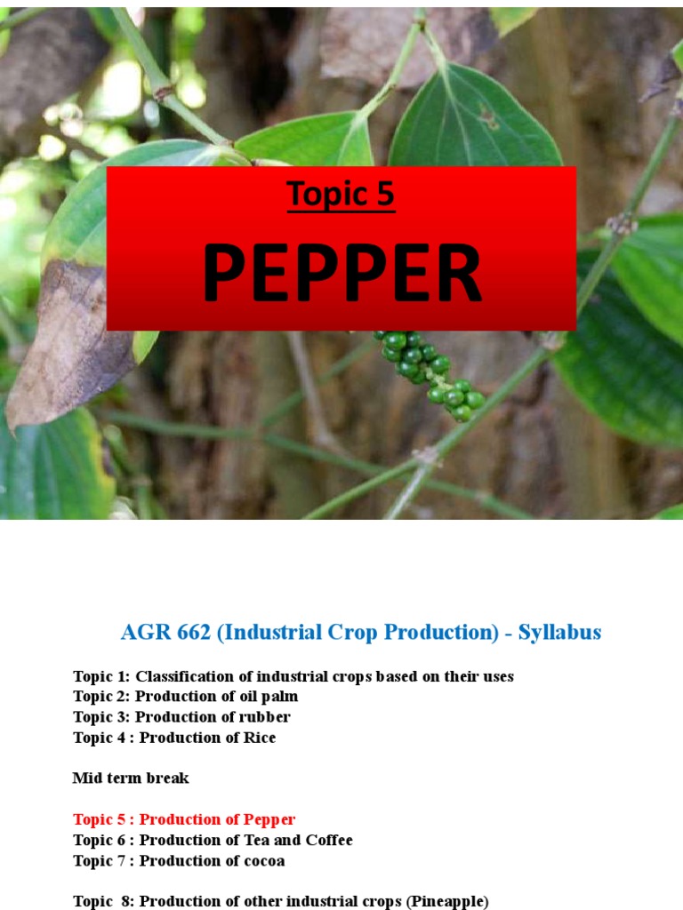 AGR662 Topic 5 - Pepper 3.1.23 | PDF | Black Pepper | Pruning