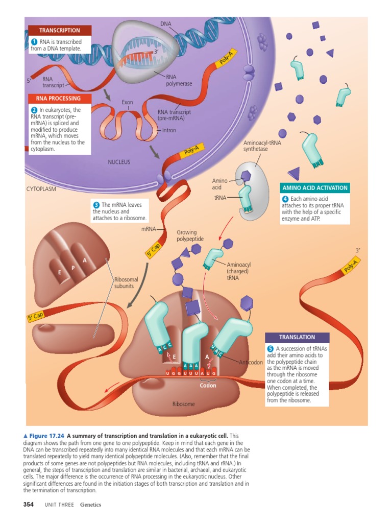 3A Aiški Biosintezė | PDF | Translation (Biology) | Rna