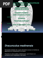 Uromune | PDF | Sistema inmune | Las bacterias