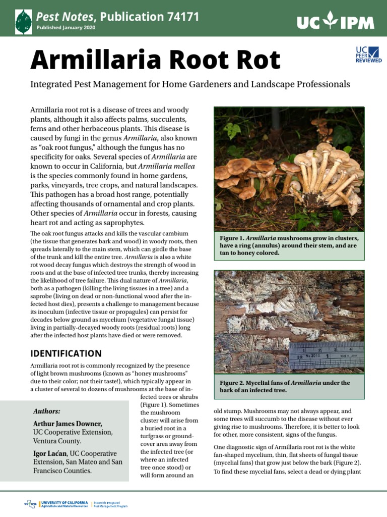Armillaria Root Rot | PDF | Pesticide | Trees