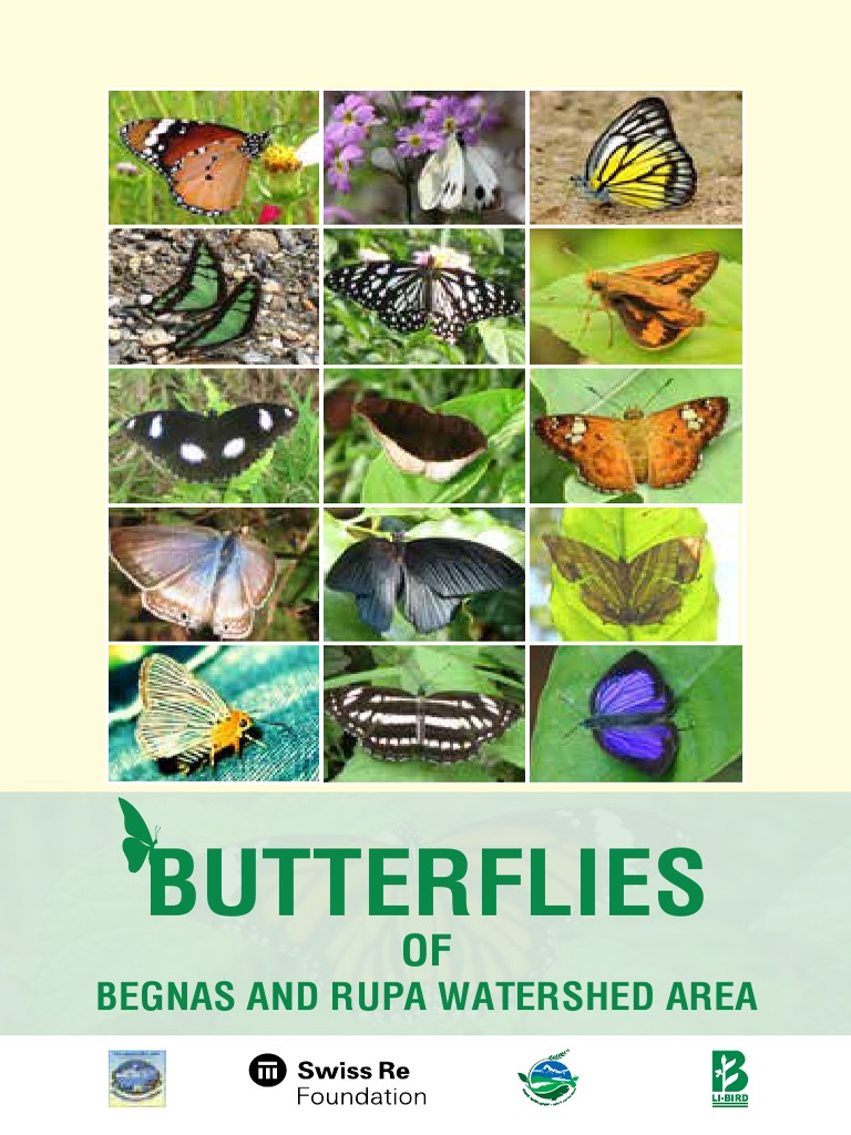 Butterflies (PDFDrive) | PDF | Home & Garden