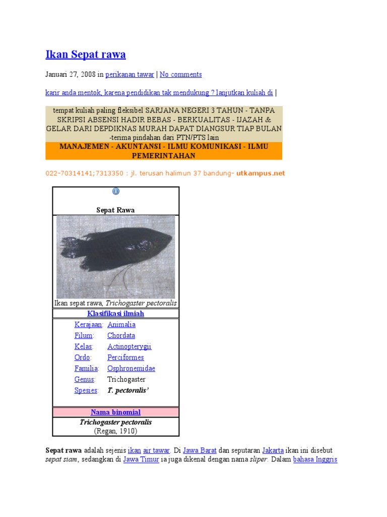 Ikan Sepat rawa | PDF