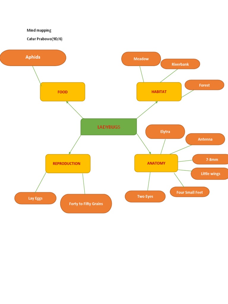 Mind Mapping Ladybug | PDF