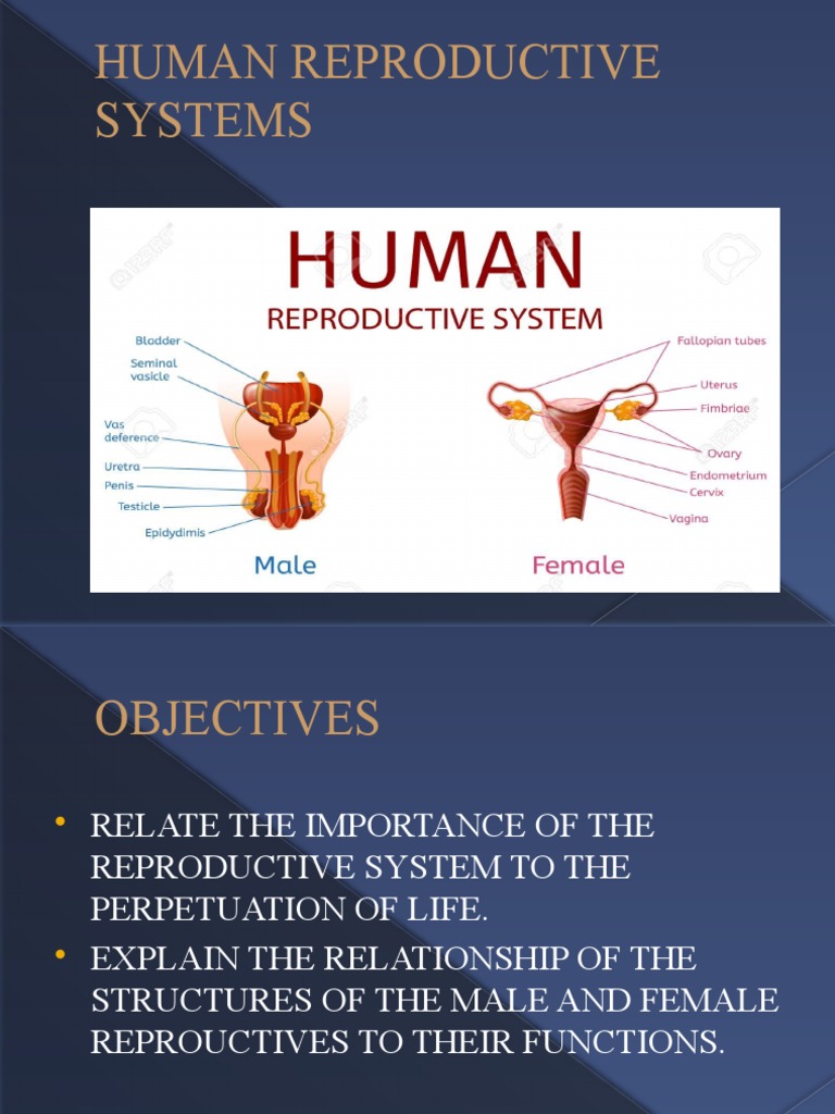 Lesson 3-Human Reproductive System | PDF
