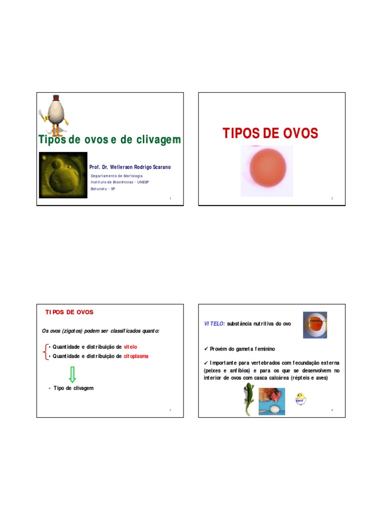 Tipos Dos e Tipos de Clivagem VET | PDF | Ovo | Gema