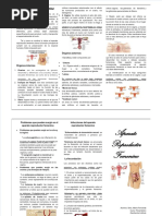 Fisiología de la Placa Motora | PDF | Unión neuromuscular | Sinapsis