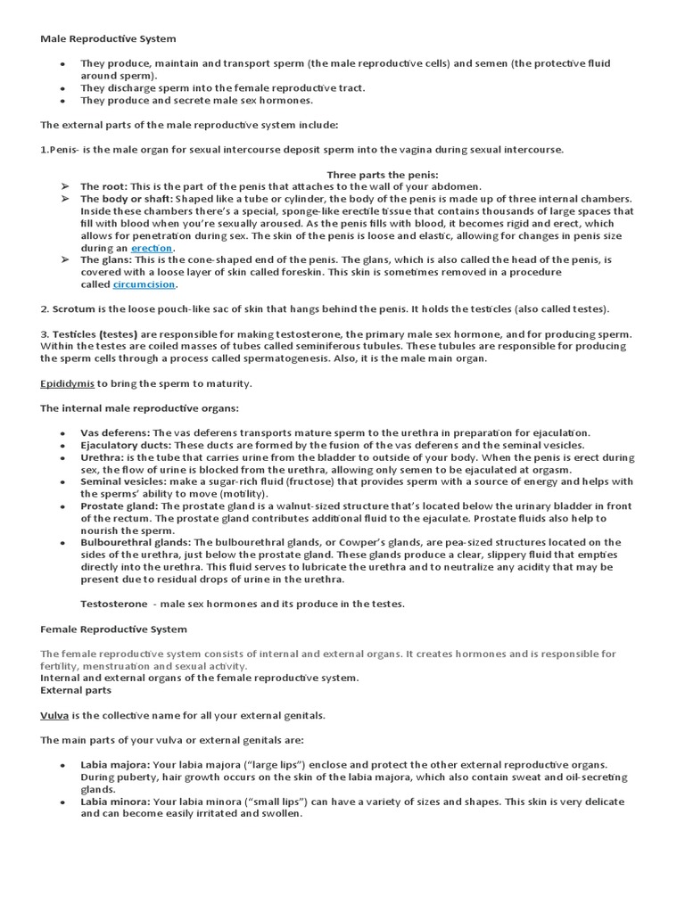 Reproductive System | PDF | Uterus | Reproductive System