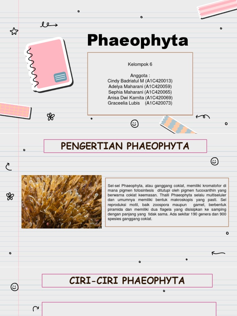 Kelompok 6 - Phaeophyta - Taksonomi Monera Dan Protista | PDF
