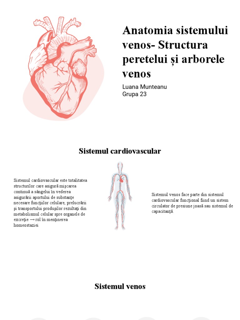 Anatomia Sistemului Venos | PDF