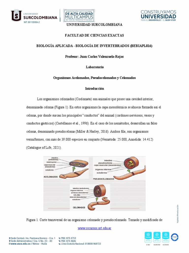 Lab 7. Organismos Celomados y Pseudocelomados - Presencial | PDF ...