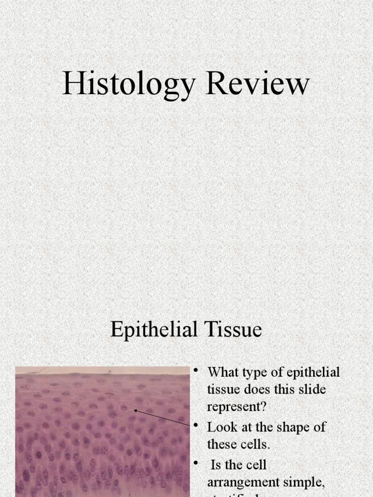 Histology Slide Identification Guide | PDF | Tissue (Biology) | Epithelium