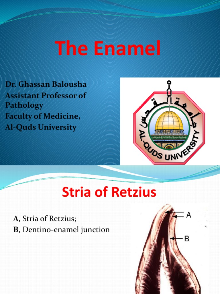 The Enamel | PDF | Tooth Enamel | Dentin