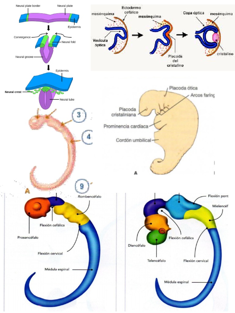 Imagenes Ectodermicas Pdf