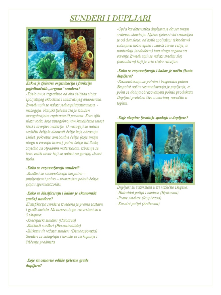 Sunđeri I Dupljari | PDF