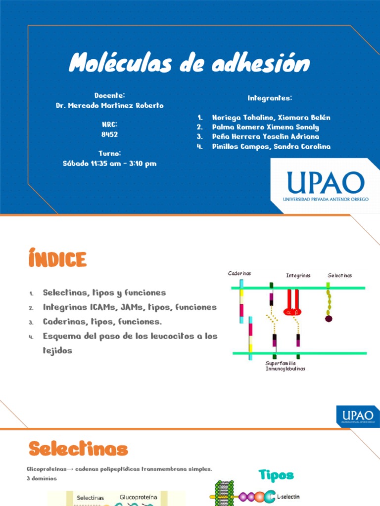 Funciones de las Moléculas de Adhesión | PDF | Biología Molecular ...