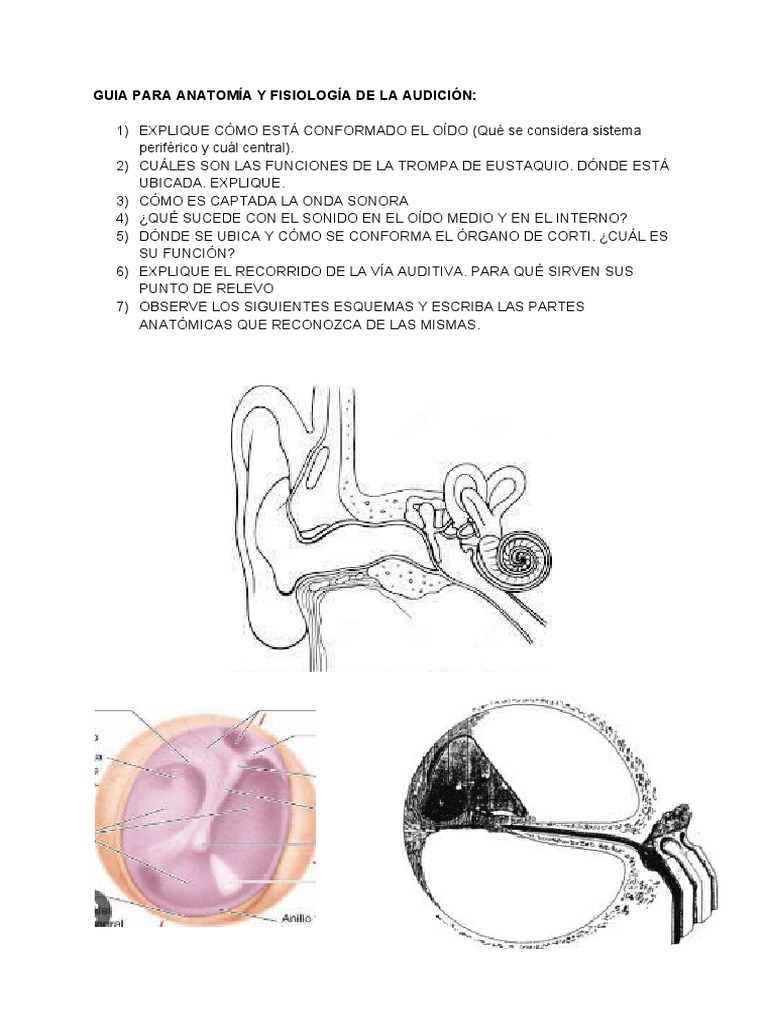 GUIA PARA ANATOMÍA Y FISIOLOGÍA DE LA AUDICIÓN_ | PDF
