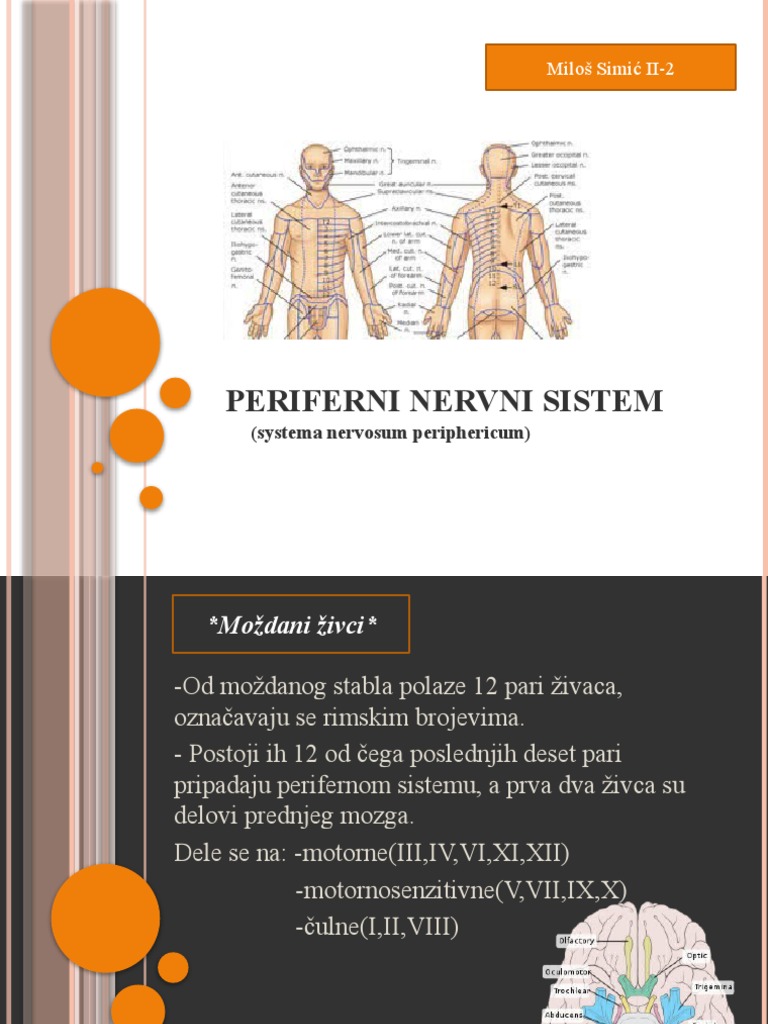 Periferni Nervni Sistem | PDF