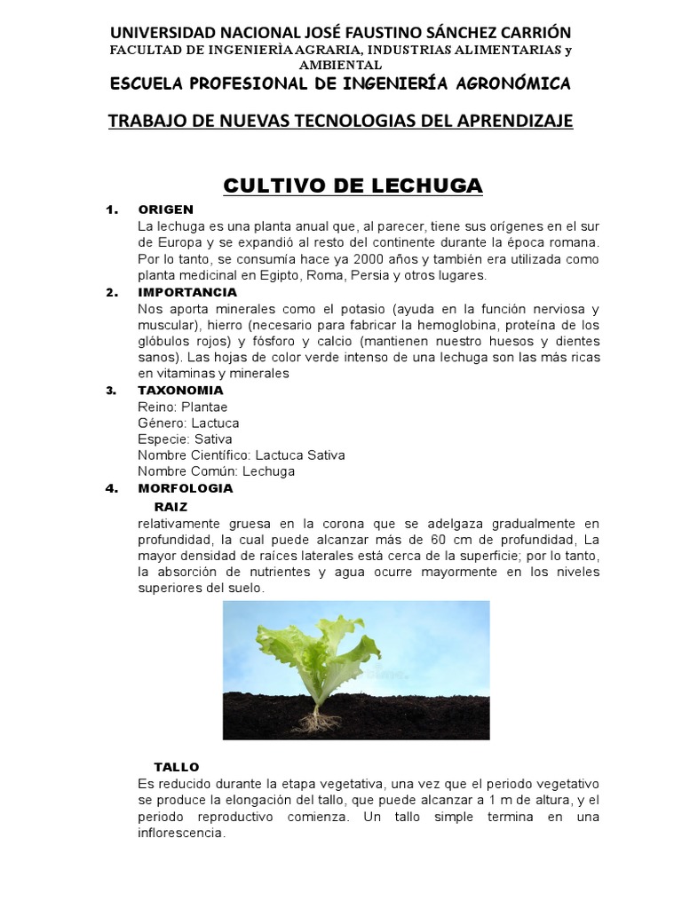 Cultivo de Lechuga | PDF | Fertilizante | Lechuga