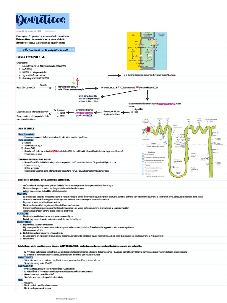 Diuréticos | PDF | Especialidades Medicas | Química