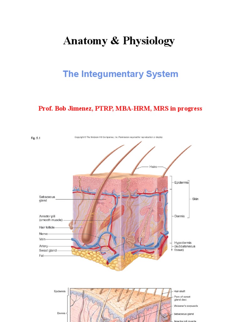 Anatomy Chapter 5 The Integumentary System | PDF | Wellness
