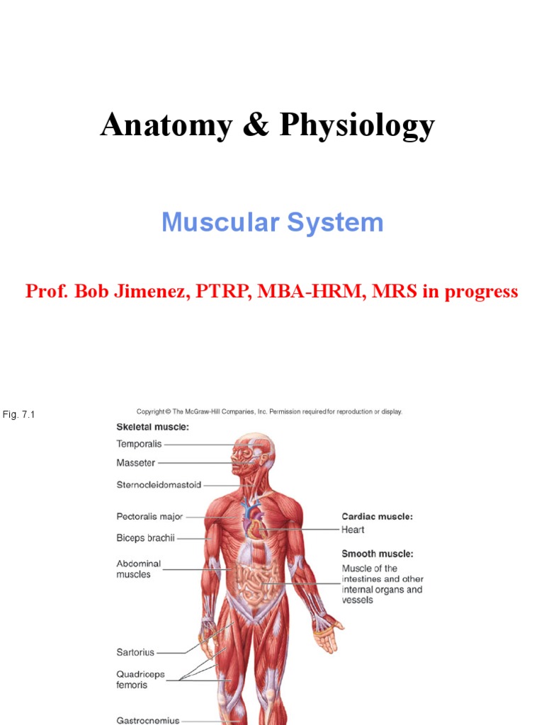 Anatomy Chapter 7 Muscular System | PDF