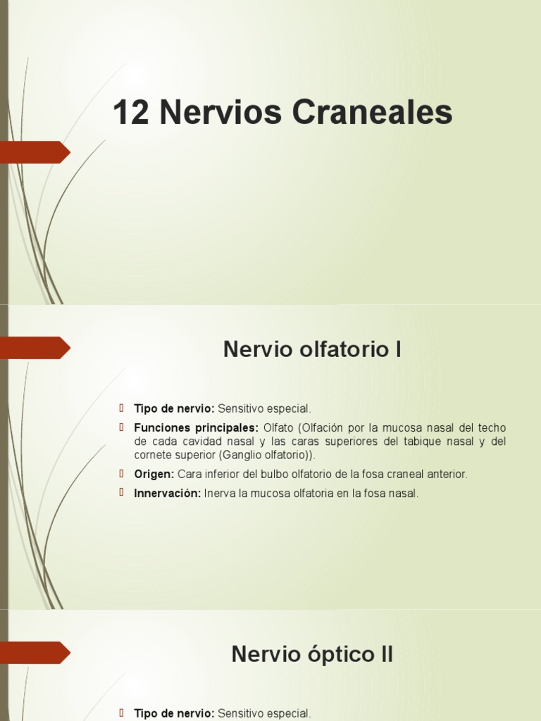 Funciones de los 12 Nervios Craneales | PDF | Cabeza y cuello humanos ...