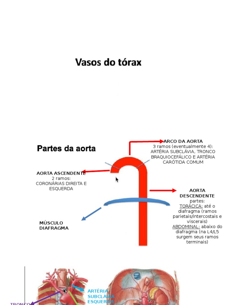 Cópia de 3 Vasos Tórax e Abdome | PDF | Anatomia humana | Anatomia