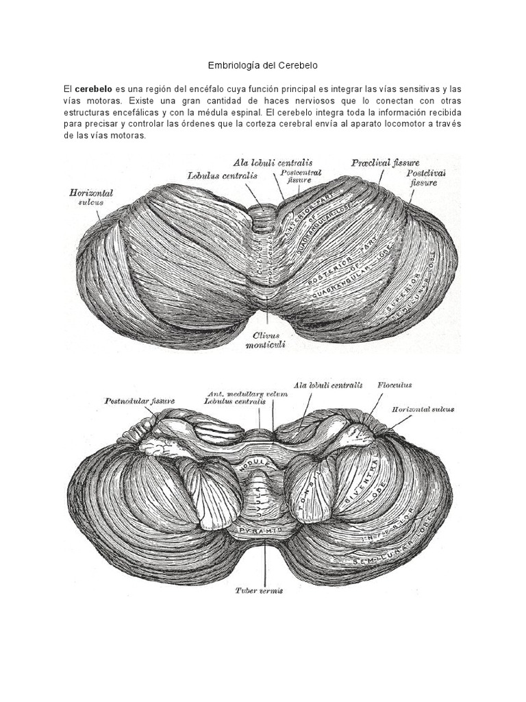 Embriología Del Cerebelo | PDF