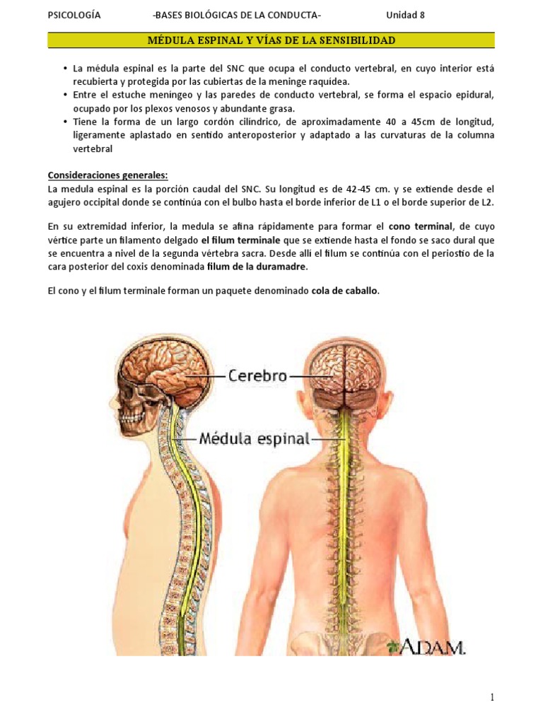 Estructura y Función de la Médula Espinal | PDF | Médula espinal ...