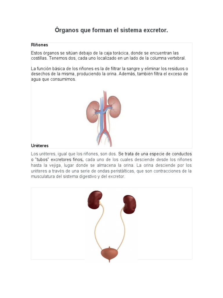 Órganos Que Forman El Sistema Excretor | PDF | Sistema urinario | Vejiga urinaria