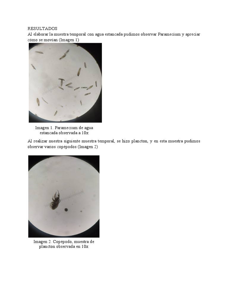 RESULTADOS Ovl | PDF