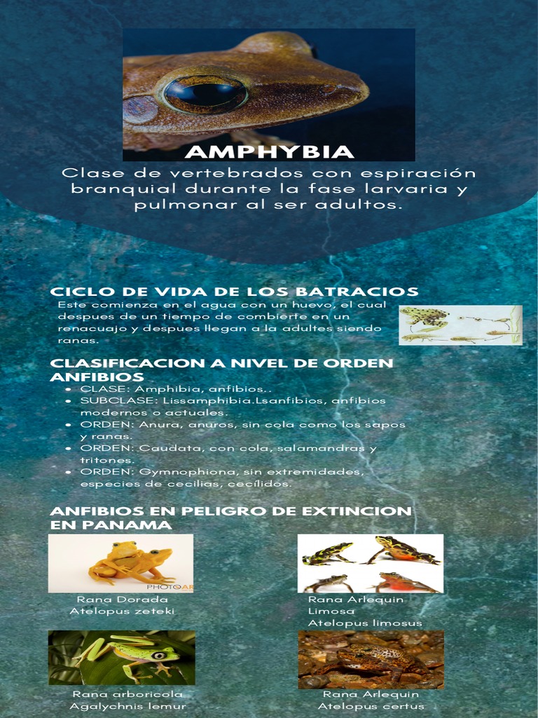 Amphybia 2 | PDF