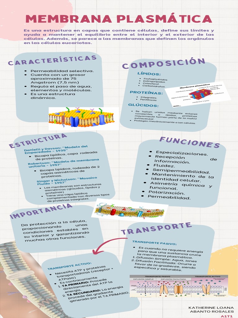 Infografía membrana plasmatica | PDF | Membrana celular | Bicapa lipídica