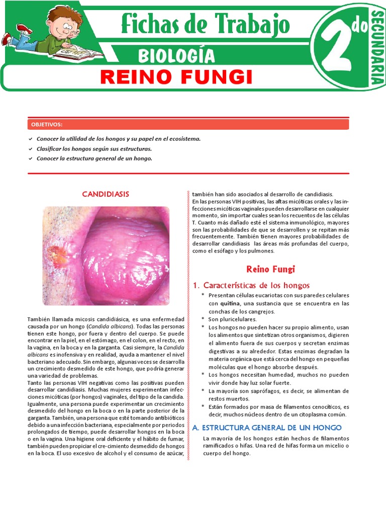 Reino Fungi Para Segundo Grado de Secundaria | PDF | Hongo | Espora