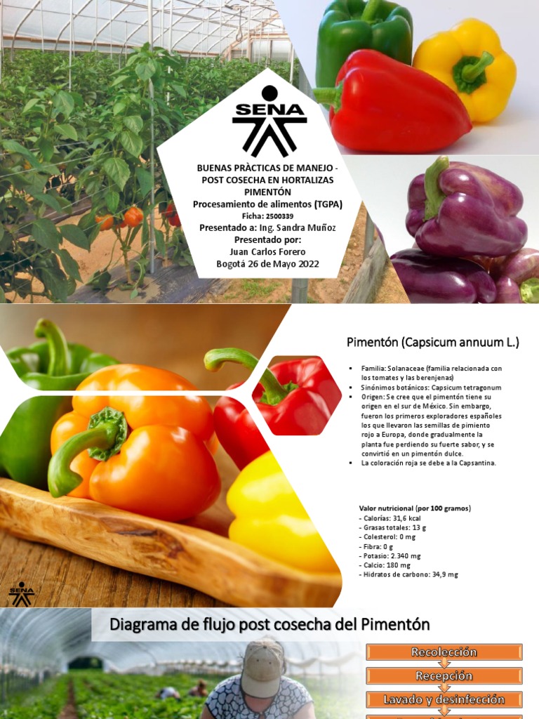 Presentacion Pimenton Jk | PDF | Agua | Pimiento