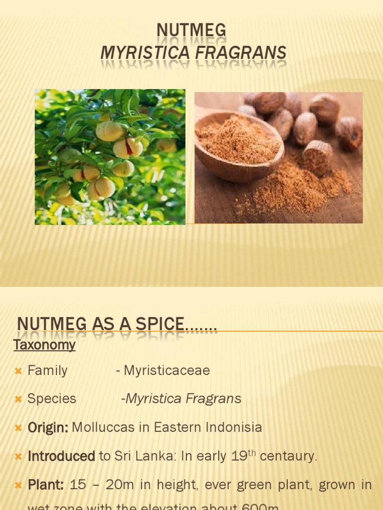 NUTMEG | Download Free PDF | Nutmeg | Fruit