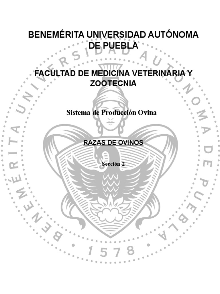 Ovinos Black Belly | PDF | Oveja | Reproducción